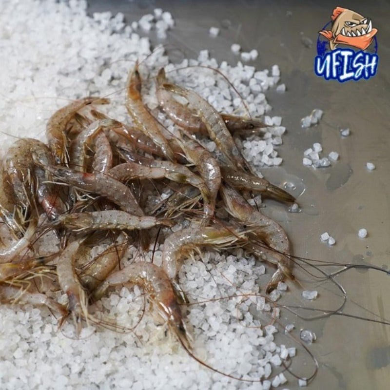 uFish Brined River Prawns - 400gm - (In-Store Pickup only) – Anglerz Corner