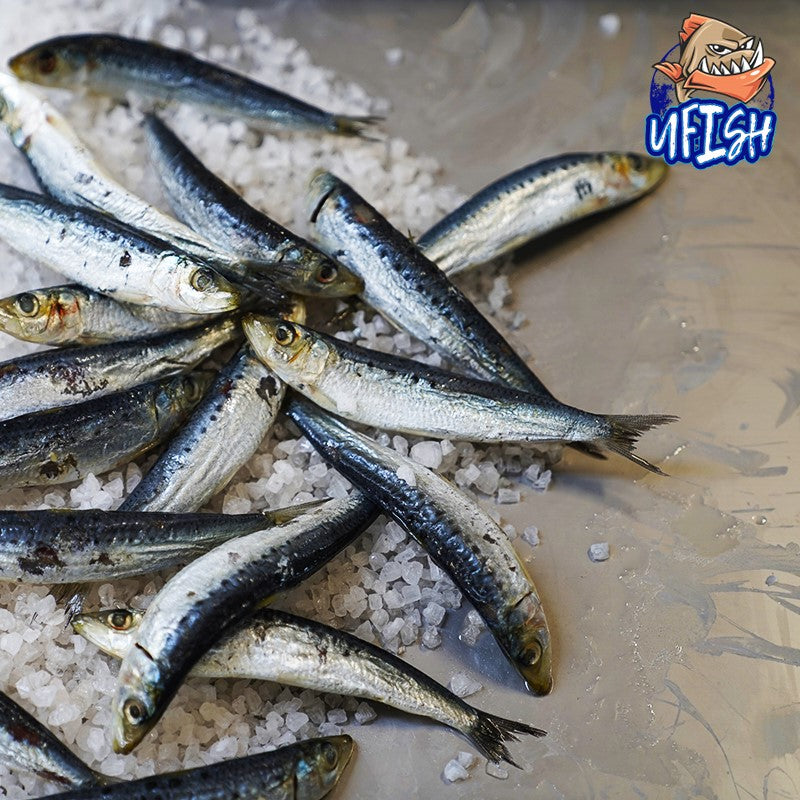 uFish Brined Whole Pilchards - 1kg - (In-Store Pickup Only) – Anglerz ...